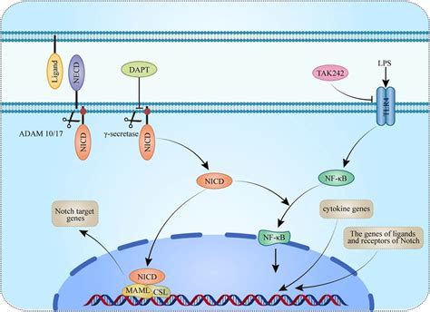 A Schematic Figure Illustrating The Interaction Between Tlr4 And Notch1 Download Scientific