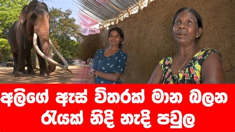 අලි මාන බලන අලි වාඩියේ කතාව Youtube