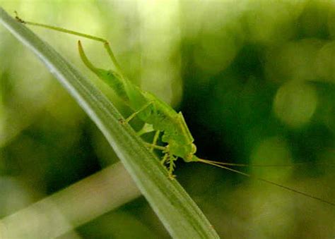 Diurnal Predatory Katydid Austrophlugis Sp