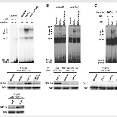 Pdf The P65 Subunit Of Nf B Binds To Pgc 1 Linking Inflammation And