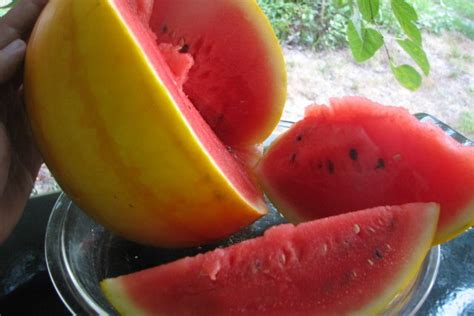 Арбуз Дар солнца