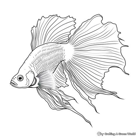 Betta Fish Coloring Pages Free And Printable