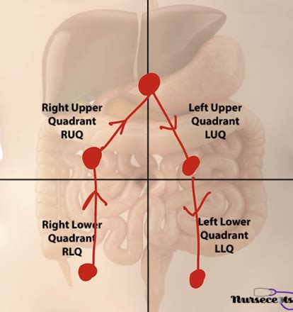 ABDOMINAL ASSESSMENT And NUTRITION REVIEW Flashcards Quizlet