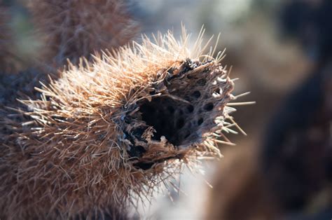 DalmDad S Photo And Travel Blog Cholla Cactus And The Cholla Cactus Garden At Joshua Tree NP