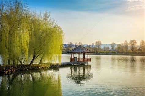 春天的柳树高清图片下载 正版图片600197970 摄图网