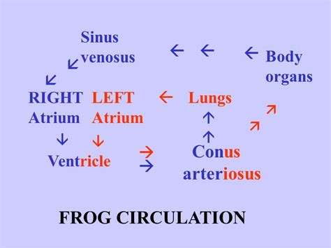 Frog Digestive System Flow Chart