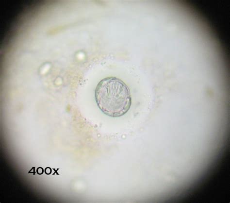 The Periodic Table Of Pythons Information Parasites