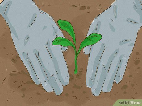 How To Plant Vines Steps With Pictures WikiHow