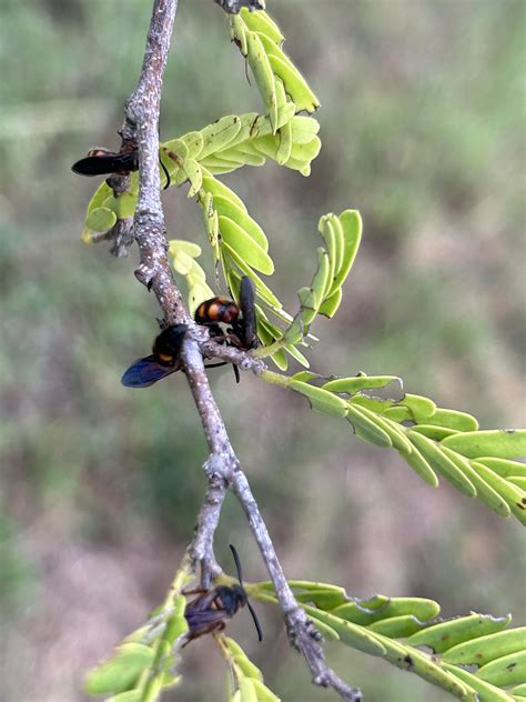 Se Usa On Tamarind Tree Tia Rbugidentification