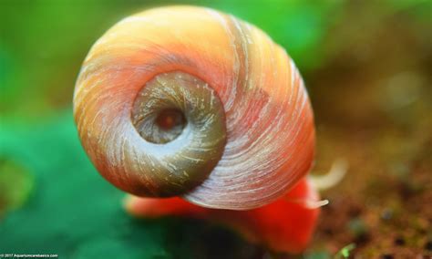 Aquarium Snails Reproduction At Armandina Jones Blog