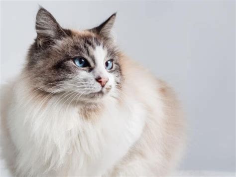 Порода кошек Рэгдолл описание характер содержание и уход