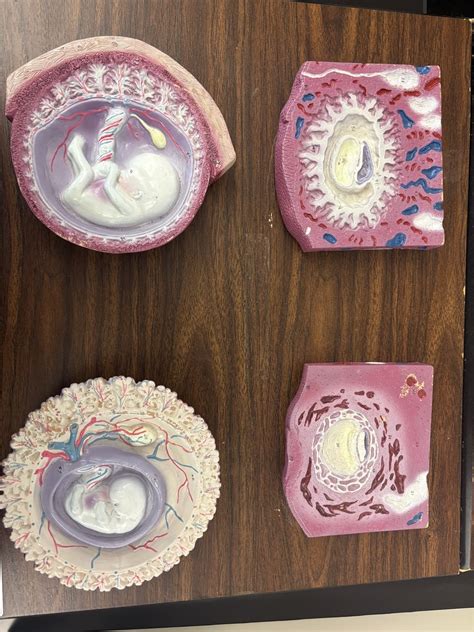 Fetus Development Model Diagram Quizlet