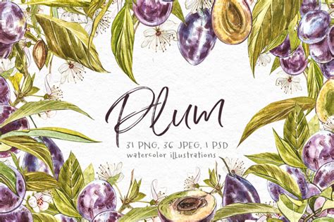 Plum In Botanical Style By Astro Ann TheHungryJPEG