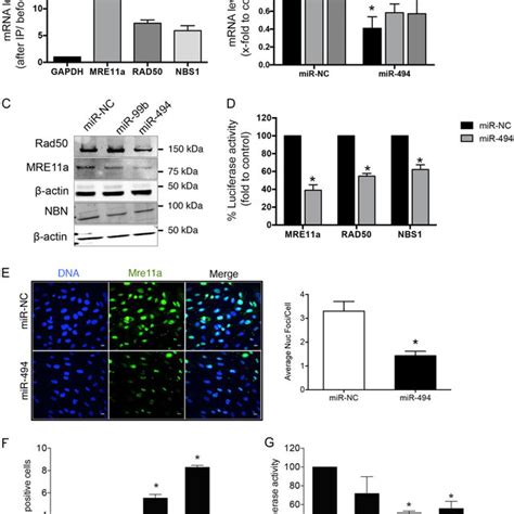 Mir 494 And Mir 99b Are Induced In Response To Radiation A Kinetics Download Scientific