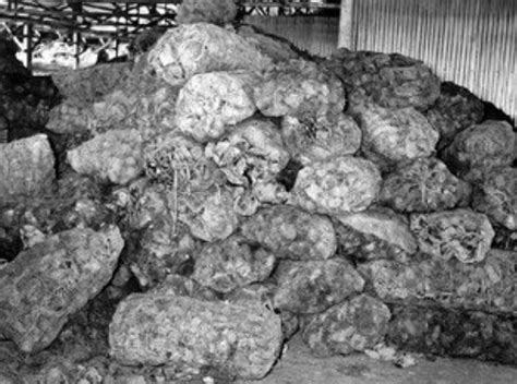 El Barbasco Y El Desarrollo De La Píldora Anticonceptiva Así Se Convirtió México En Una