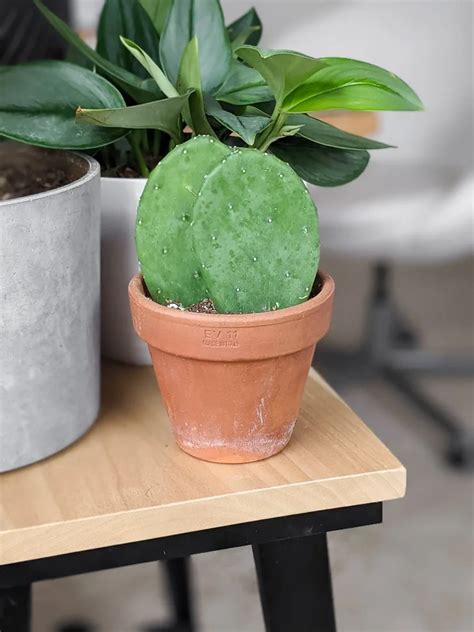 How To Care For The Gorgeous And Classic Prickly Pear Cactus