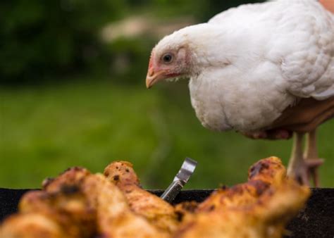 Can Chickens Eat Chicken The Happy Chicken Coop