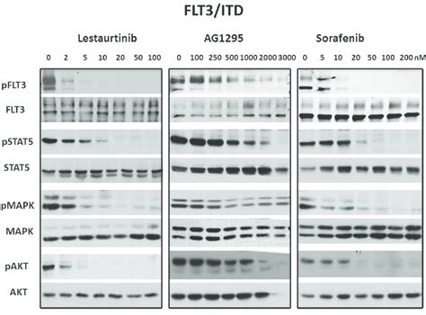 Inhibition Of Flt3 Itd Signaling Pathways By Flt3 Tki Baf3 Itd Cells Download Scientific
