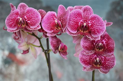 Orquideas Rosa