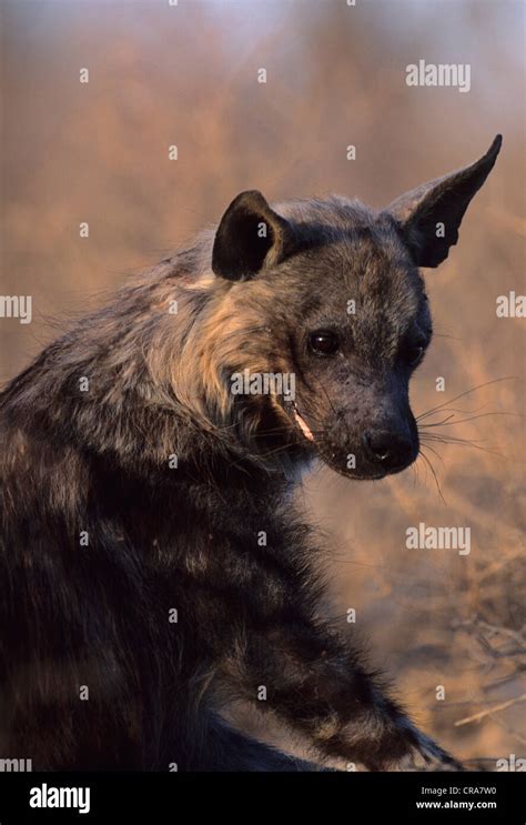 Brown Hyena Hyaena Brunnea Kgalagadi Transfrontier Park Kalahari