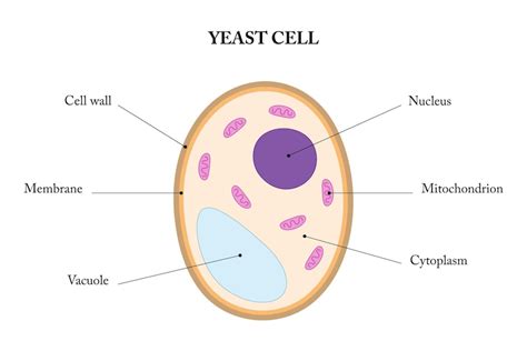 Premium Vector Labeled Diagram Of A Yeast Cell