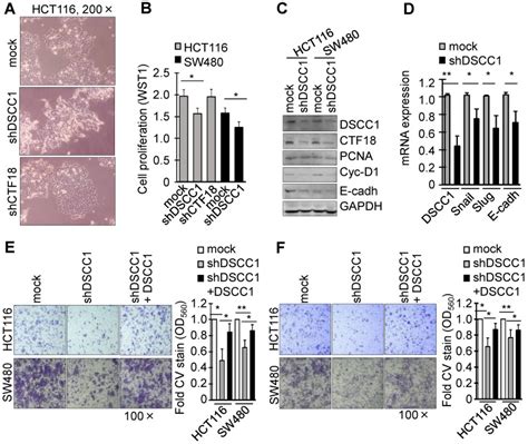 Dna Replication And Sister Chromatid Cohesion 1 Dscc1 Of The