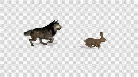Wolf Chasing A Hare Animation Transpar Stock Video Pond5