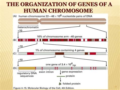Dna Genes And Chromosomes Structurepptx