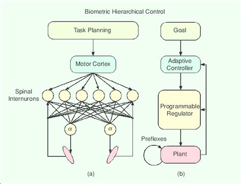 Elements Of Hierarchical Sensorimotor Control In A Biological And B Download Scientific