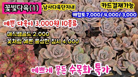 꽃빛다육1 굳혀져 예쁜 다육이 3000원 10종류 매직쨈골드 2000 너무 착한가격이라 눈이 갑니다 다육이흙 배합토 Youtube