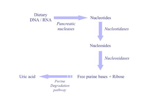 Gout And Hyperuricemia Flashcards Quizlet