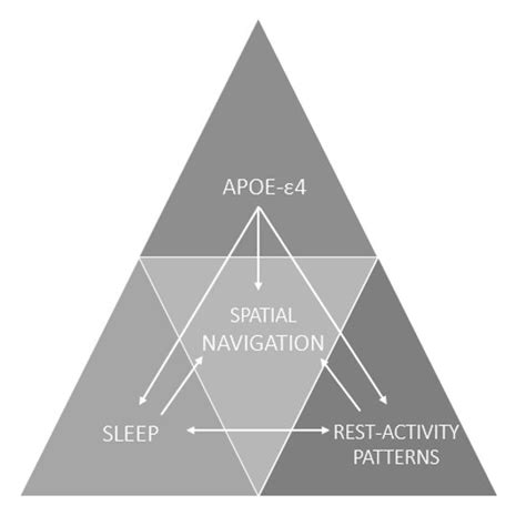 The Graphical Representation Of The Investigated Interactions