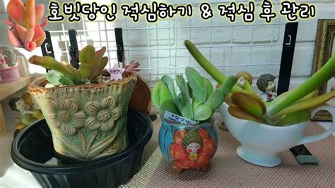 베란다에서 키운 호빗당인 적심하기 호빗당인이 키가 너무 커요 그래서 이중으로 적심을 했어요~ 결과가 어떨지 많이 궁금하네요~ Youtube