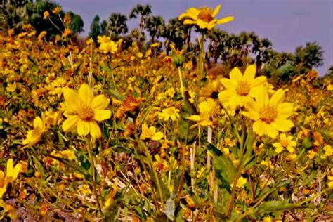 ပွင့်ဖြူမြို့နယ်၌ ဒေသခံတောင်သူများ စားနပ်ရိက္ခာဖူလုံစေရန် ဆီထွက်သီးနှံပန်းနှမ်းများ စတင်စိုက်ပ