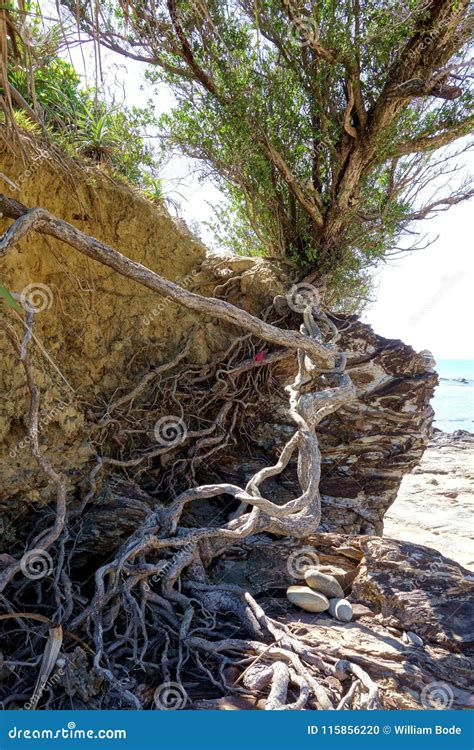 Clinging Roots Stock Image 32535733
