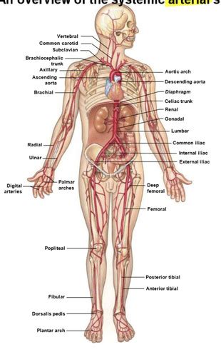 Systemic Vessels Flashcards Quizlet