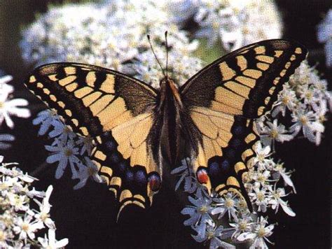 Common Swallowtail Butterfly Papilio machaon 산호랑나비 호랑나비과