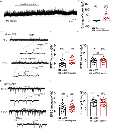 Liraglutide Enhances Inhibitory Synaptic Inputs To Arcuate Npy Neurons