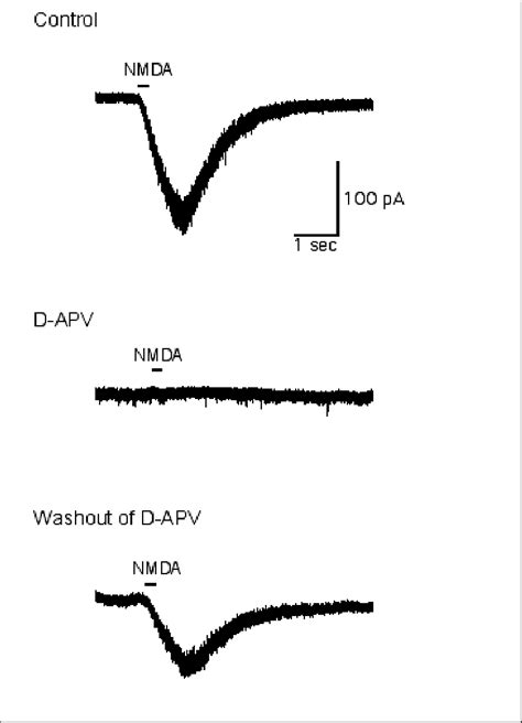 Nmda Currents In Purkinje Cells Of Adult Ho Nancy Mice Inward Currents