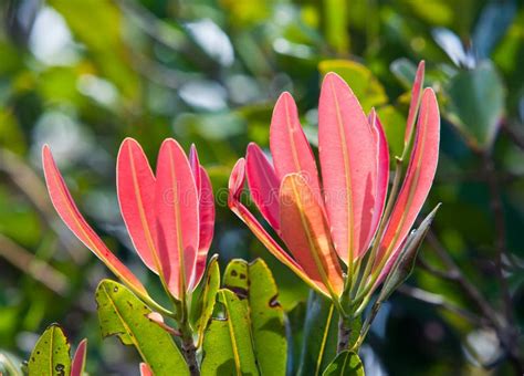 Tropical Tree With Leaves Red On The Ends Of Branches Stock Photo Image Of Flora Garden
