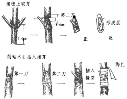 嫁接图册 360百科