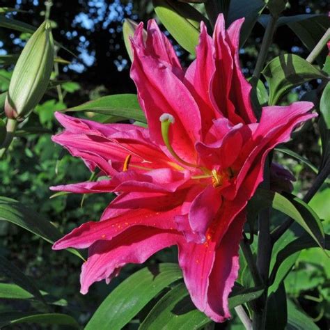 Best Images About Lilien Lilium On Pinterest Palazzo En Vogue And Tigers