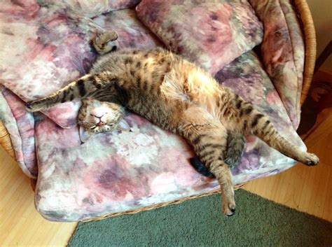 Kitty Al Azif Kitty Al Azif Added A New Photo