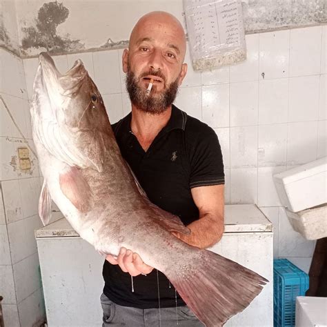 سمك بانياس On Reels