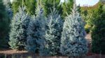 19 Best Types Of Live Christmas Trees For Your Home