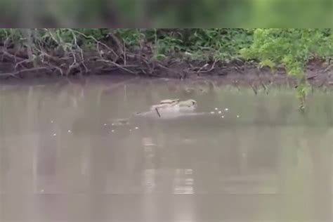 鳄鱼一口咬住羚羊，羚羊拼命挣扎，能逃出鳄鱼的魔爪吗鳄鱼羚羊逃出