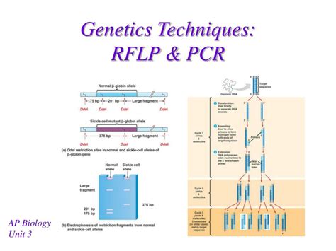 PPT Genetics Techniques RFLP PCR PowerPoint Presentation Free Download ID