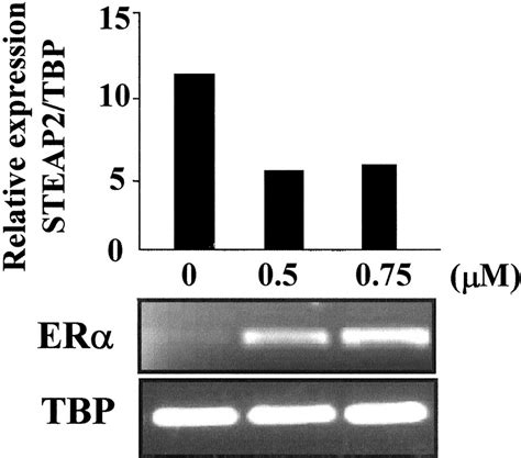 Cloning And Characterization Of A Novel Six Transmembrane Protein Steap2 Expressed In Normal