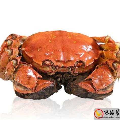 世界上脚最多的动物是什么（十大脚最多的动物排行榜） 飞扬号