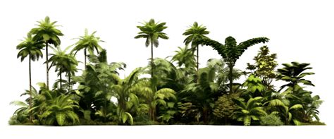 Rain Forest Pngs For Free Download